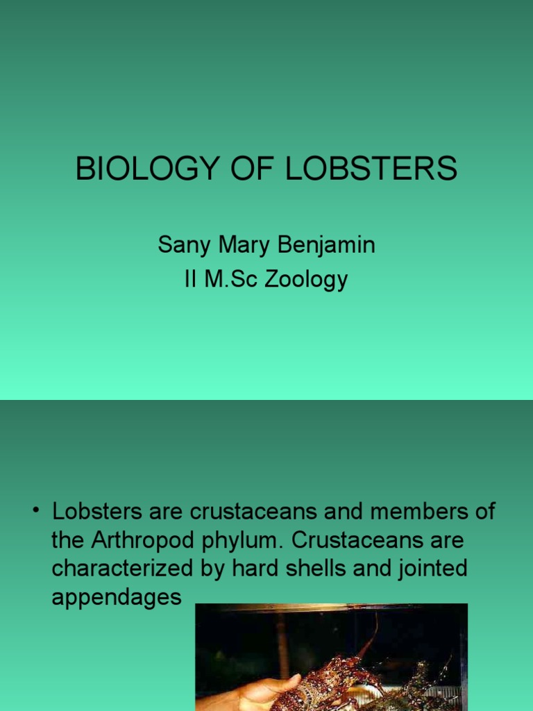 Biology of Lobsters: Sany Mary Benjamin II M.SC Zoology | PDF | Lobster ...