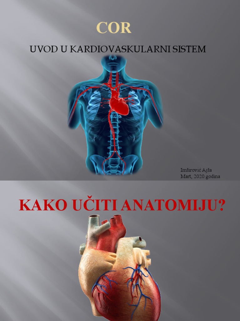 COR Anatomija | PDF