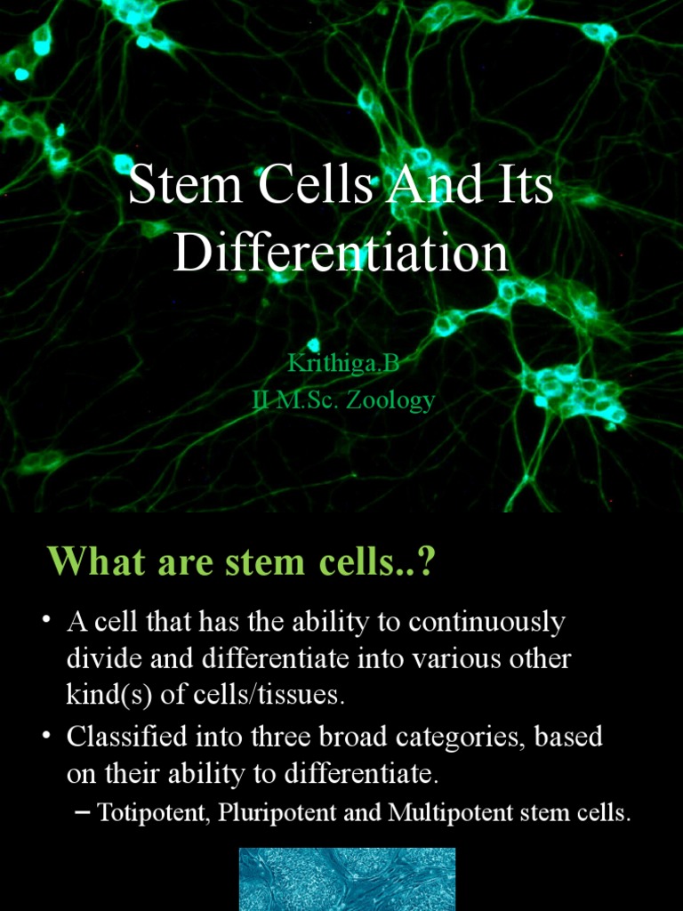 Stem Cells And Its Differentiation Pdf Stem Cell Cell Potency