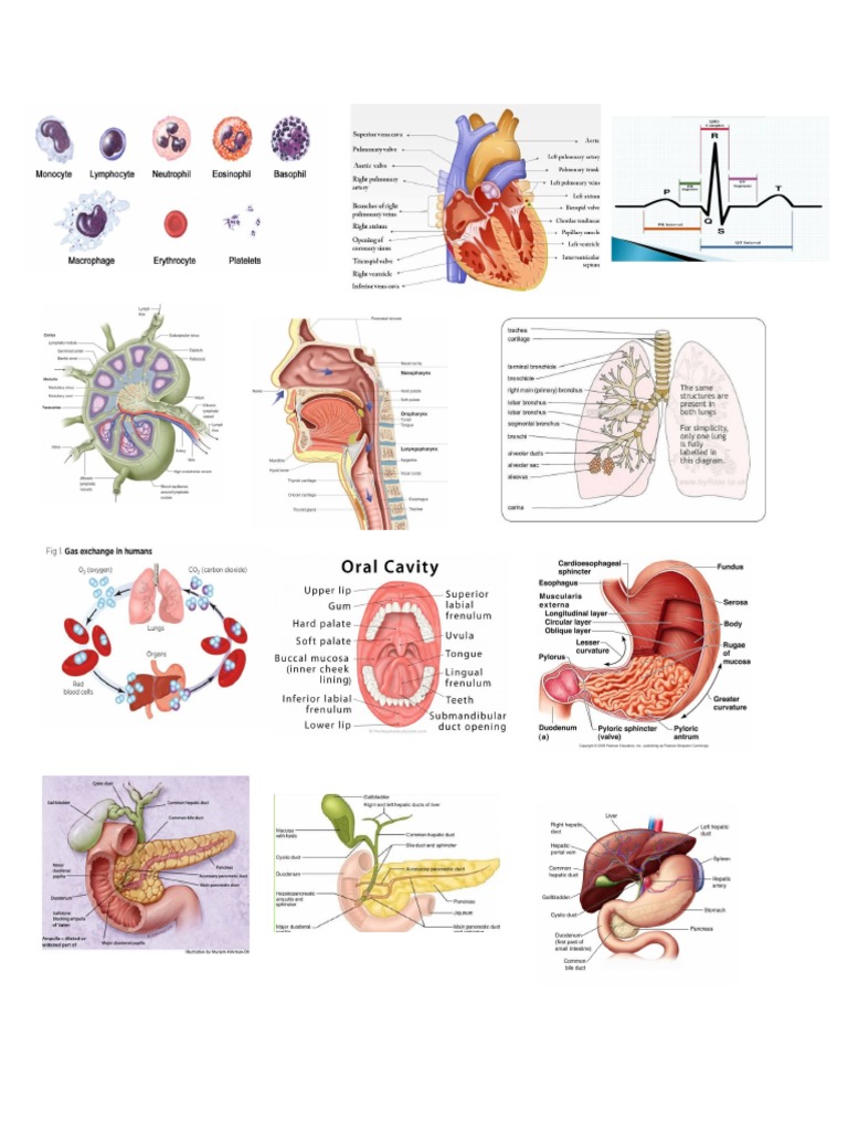 Anaphy Lab Manual | PDF