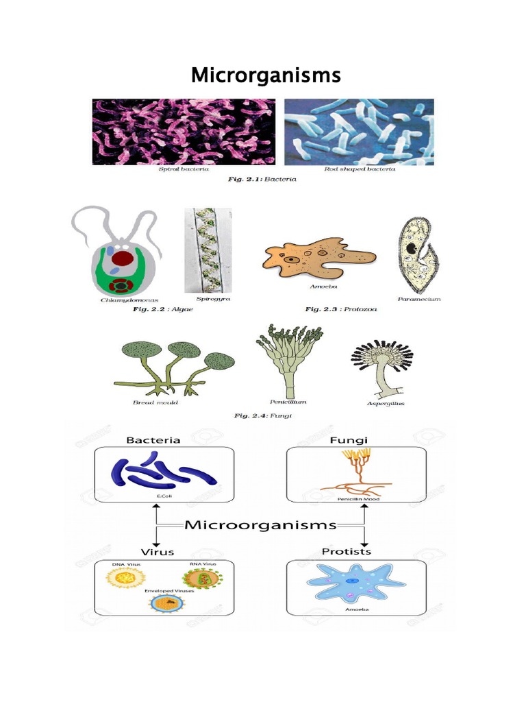 Microrganisms 1 | PDF | Algae | Virus