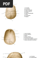 Origo dan Insersio Otot Extremitas | PDF | Foot | Thumb