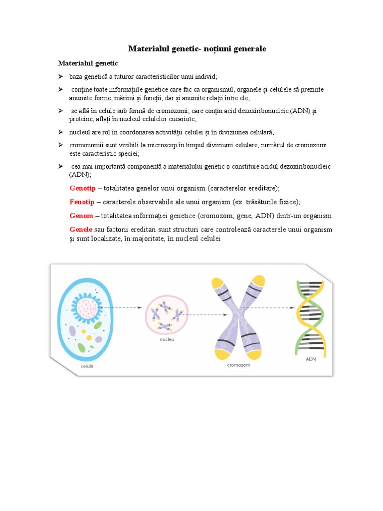 Materialul Genetic Schema Lectiei | PDF