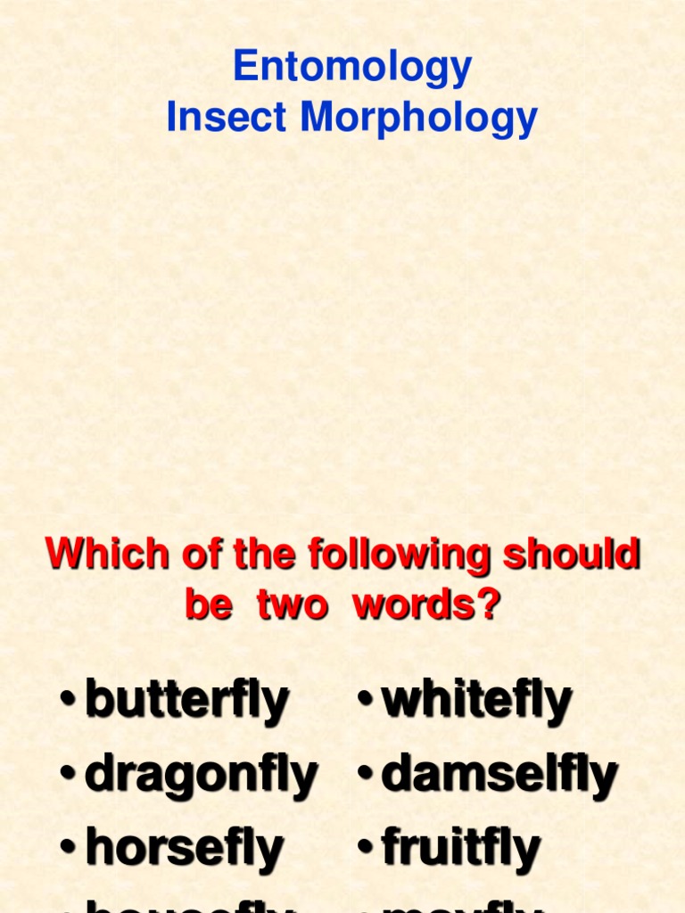 03 Insect Morphology | PDF | Insects | Fly