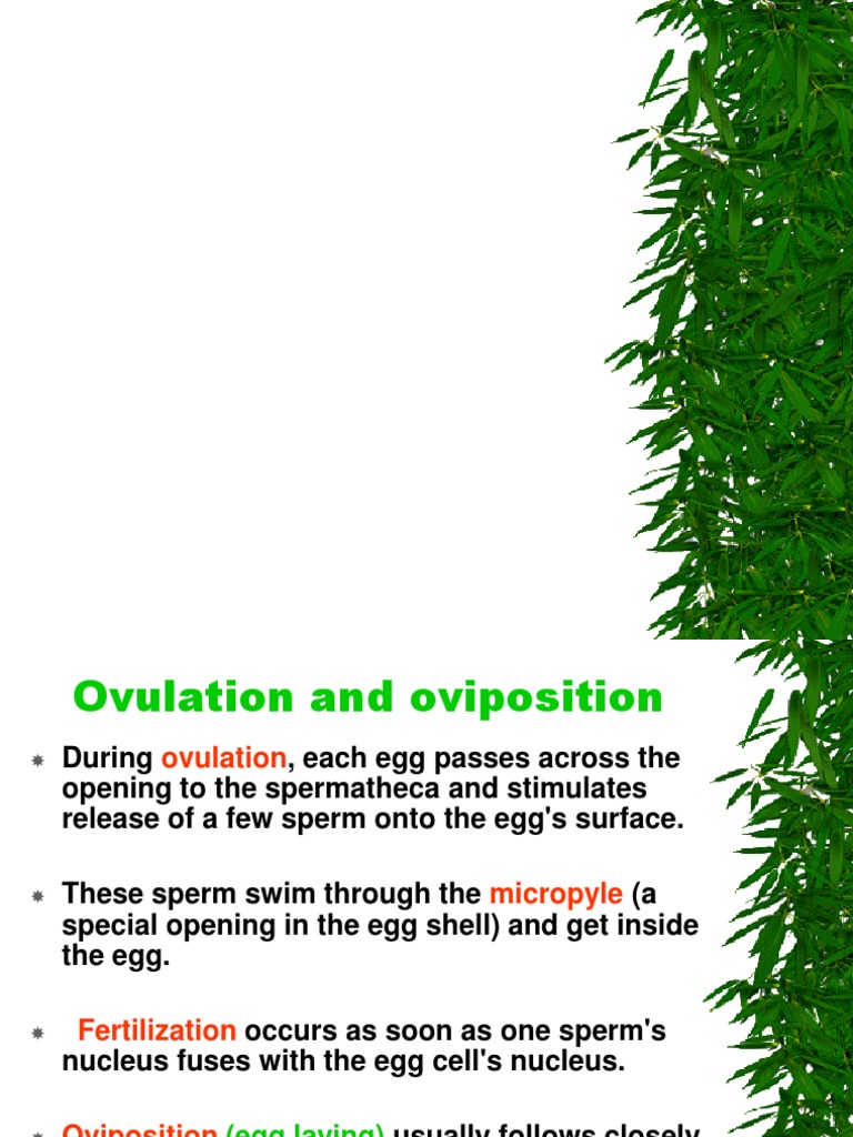 The Reproductive Process in Insects: Fertilization, Egg Development ...