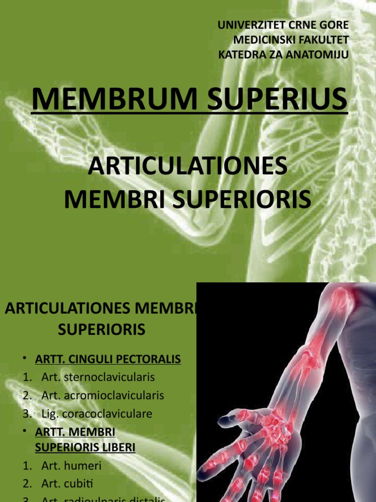Membrum Superius-Zglobovi | PDF
