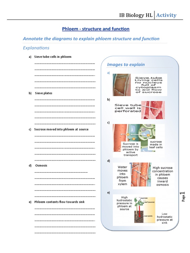 Explaining the Structure and Function of Phloem Through Diagrams and ...