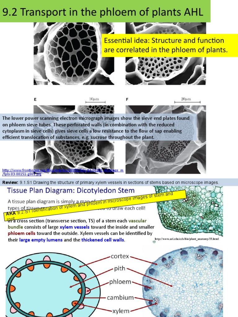 Essential Idea: Structure and Function Are Correlated in The Phloem of ...