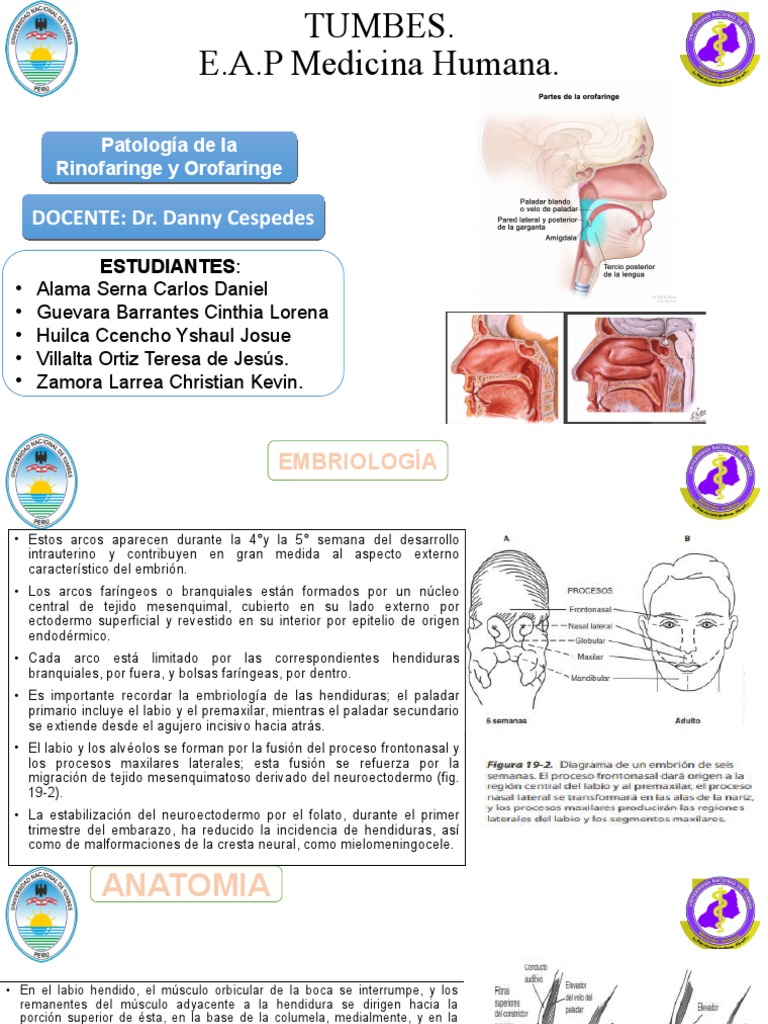 Patología de La Rinofaringe y Orofaringe Fina | PDF | Cáncer | Infección