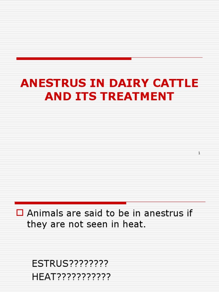 Anestrus in Dairy Cattle | PDF | Dairy Cattle | Human Reproduction