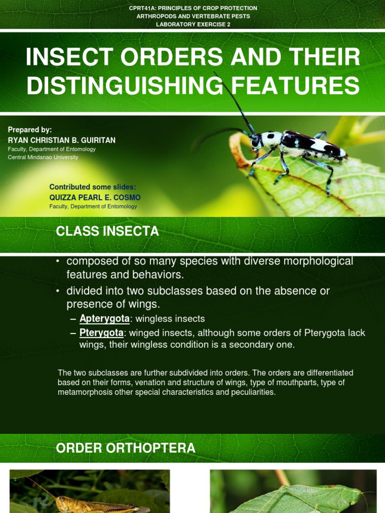 Insect Orders Identification Key | PDF | Insects | Fly