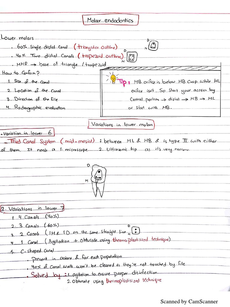 Endo-Notes-Molar - Samar Bebers PDF | PDF
