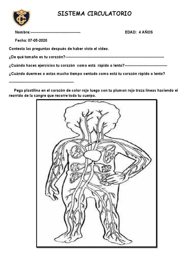 Sistema Circulatorio | PDF