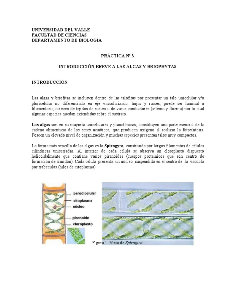 PRÁCTICA 3. Algas y Briophytas | PDF | Algas | Espora