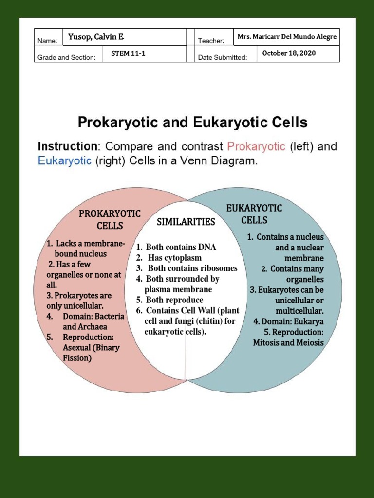 Eukaryotic vs Prokaryotic Cells Explained | PDF | Eukaryotes | Cell ...