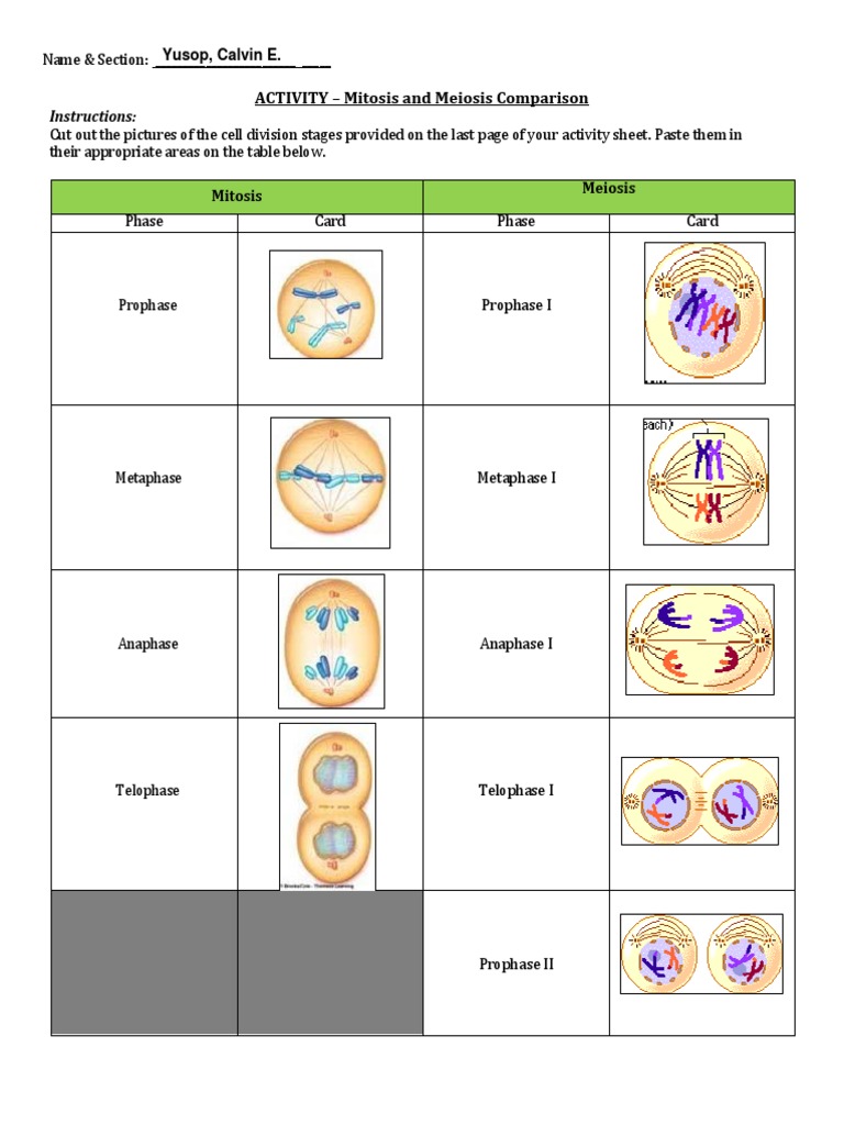 Mitosis And Meiosis Phases Comparison