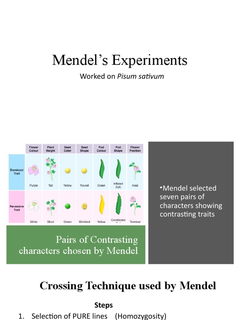 Mendels Laws | PDF | Dominance (Genetics) | Male