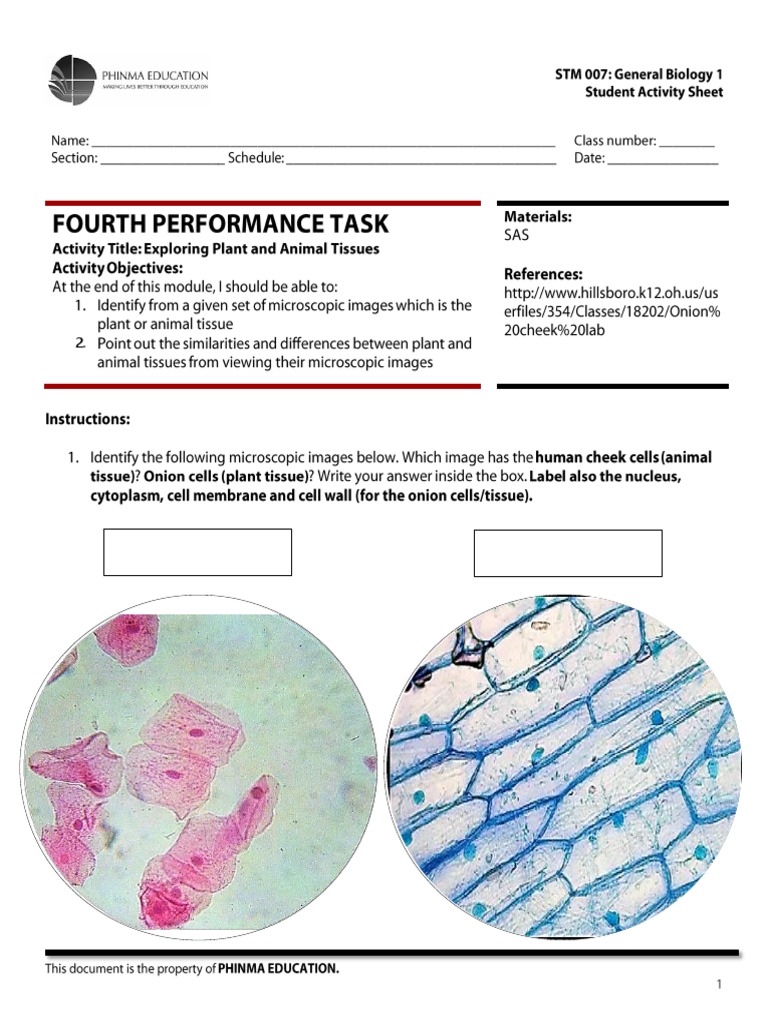 4th PT Plant and Animal Tissues Activity 2 | PDF