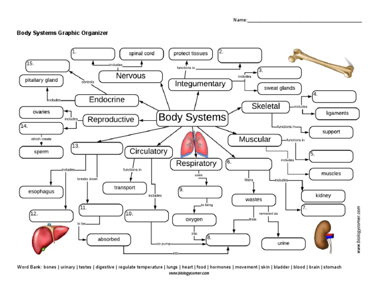 Body Systems Graphic Organizer Guide | PDF