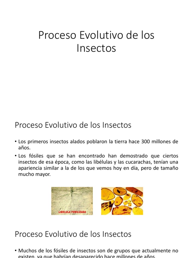 Evolución y características de los insectos | PDF | Insectos | Crustáceo