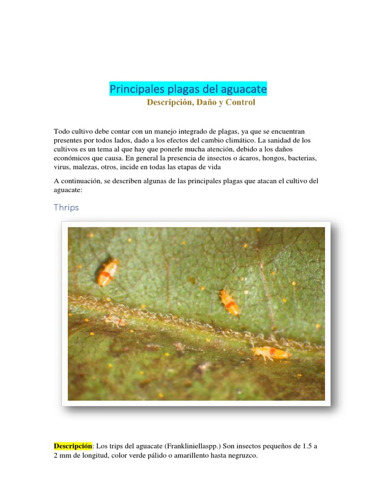 Principales Plagas Del Aguacate (Porfiriob) PDF | PDF | Plaga (organismo) | Insectos