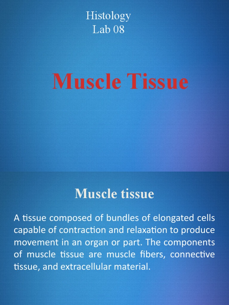 Lab 08 Muscle Tissue | PDF