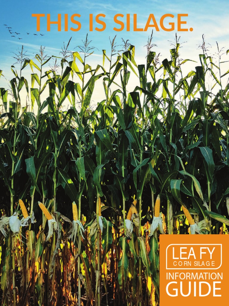 Leafy Corn Silage: A Dairy Guide | PDF | Maize | Ruminant
