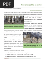 Pododermatitis en Ovinos y Caprinos | PDF | Oveja | Especialidades Medicas