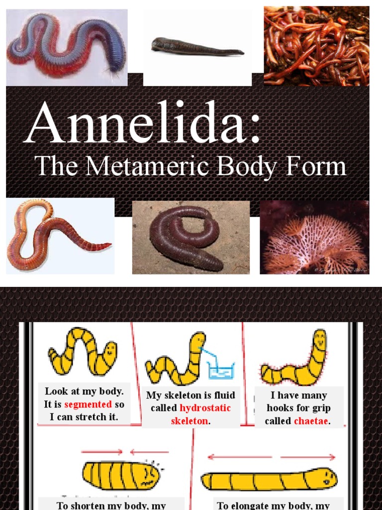 Annelida:: The Metameric Body Form | PDF | Anatomy | Animal Anatomy