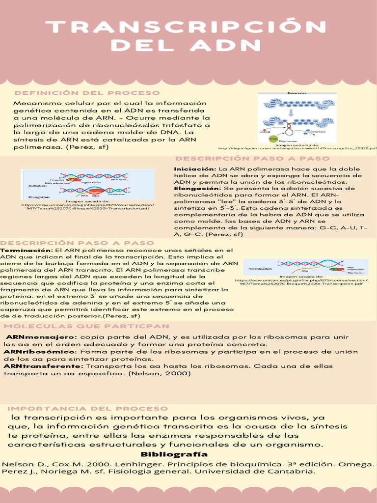 Transcripción Del Adn | PDF | Adn | Rna