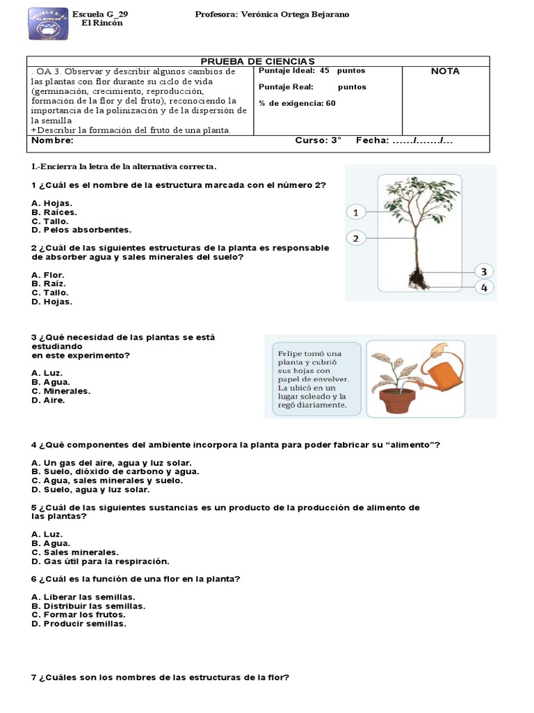 Prueba Deestructura De La Planta Pdf Plantas Flores