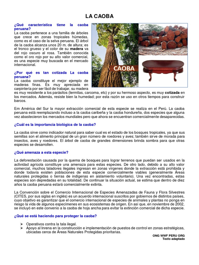 Caoba Peruana: Amenazas y Protección | PDF | Deforestación | Selva