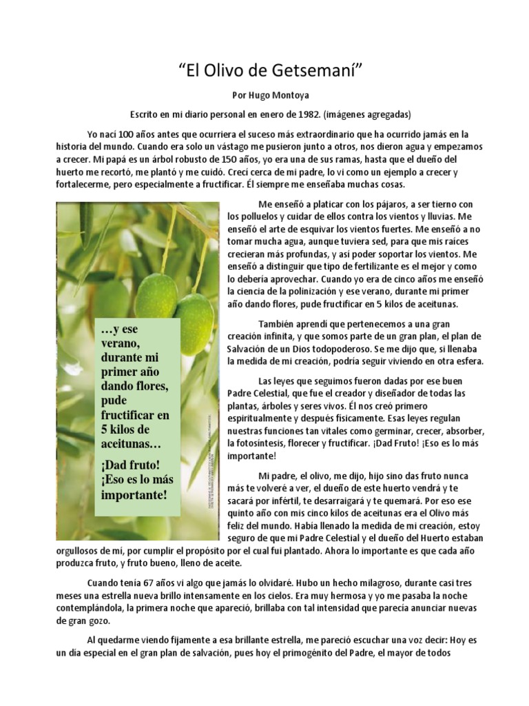 El Olivo de Getsemaní | PDF | Aceituna | Oración