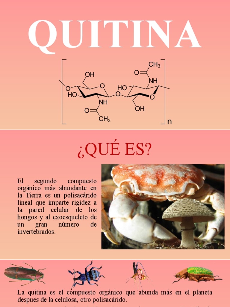 QUITINA | PDF | Química Orgánica | Química