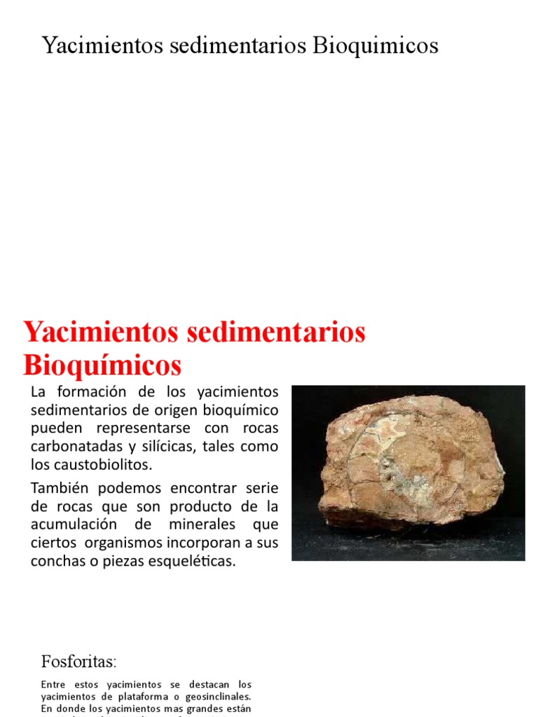 Yacimientos Sedimentarios Bioquímicos | PDF | Caliza | Roca (geología)
