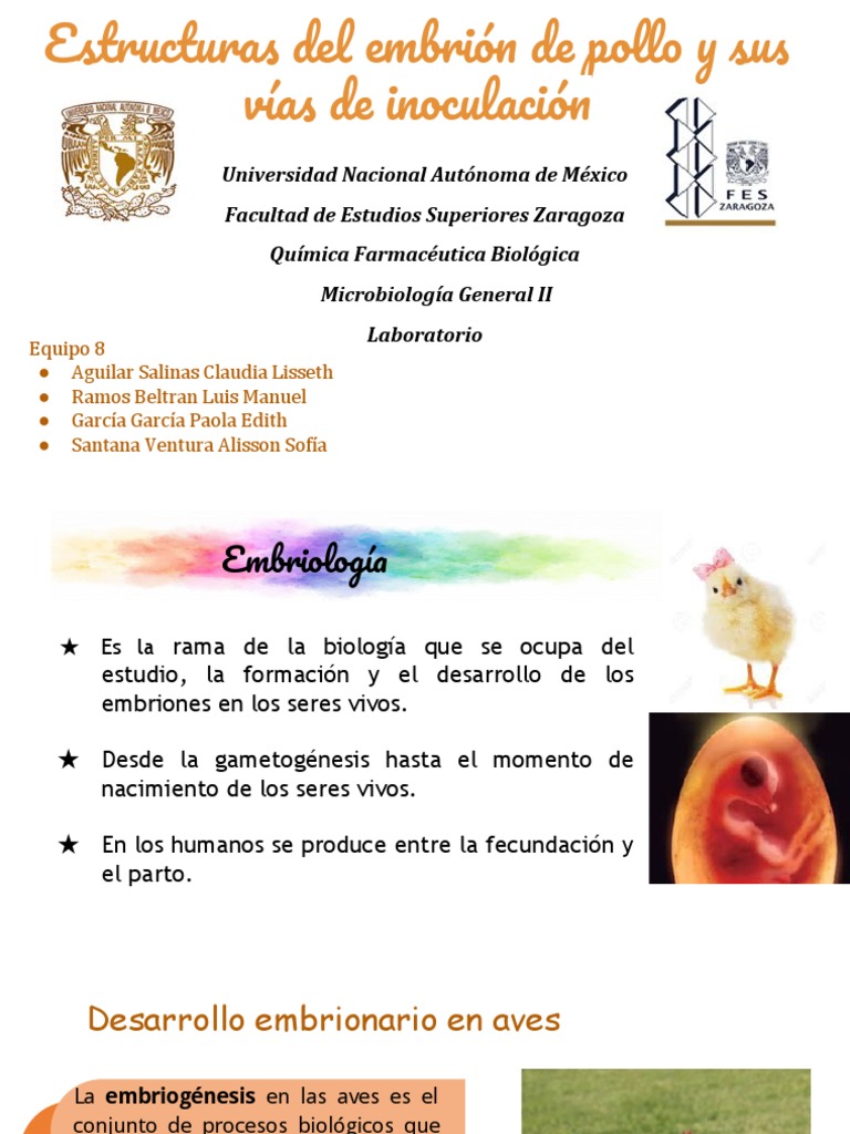 Estructura y desarrollo del embrión de pollo | PDF | Cultivo de células ...