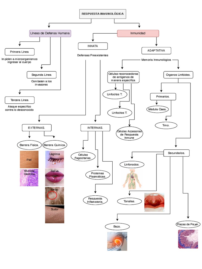 Mapa Conceptual Sistema Inmune. | PDF | Sistema inmune | Linfocitos