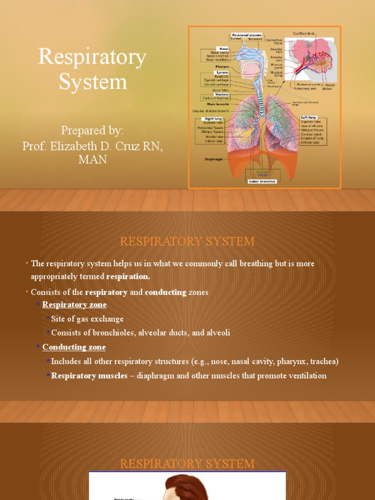 Module 5-Respiratory System | PDF | Respiratory Tract | Lung