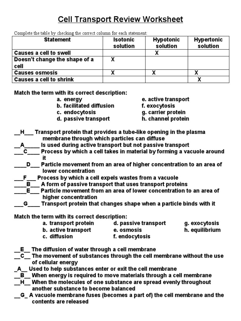 Cell Transport Review Worksheet | PDF | Cell Membrane | Osmosis