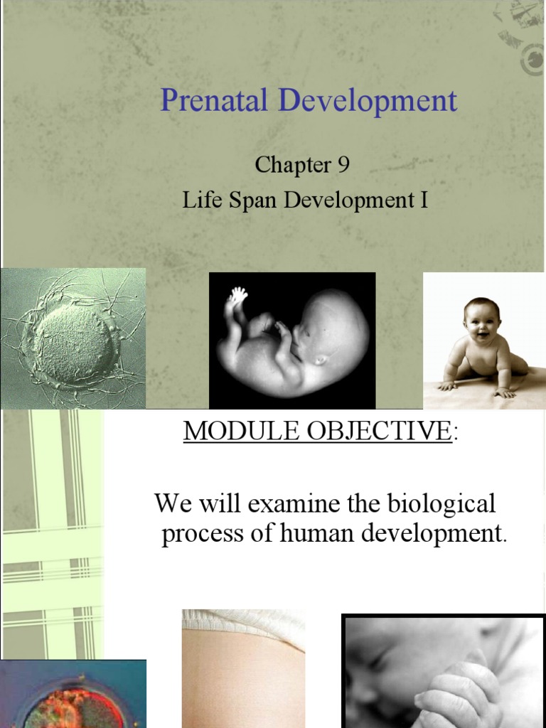 Prenatal Development | PDF | Fetus | Embryo