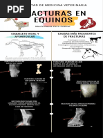 Anatomía y Fisiología de La Pata Del Caballo | PDF | Mano | Sistema ...