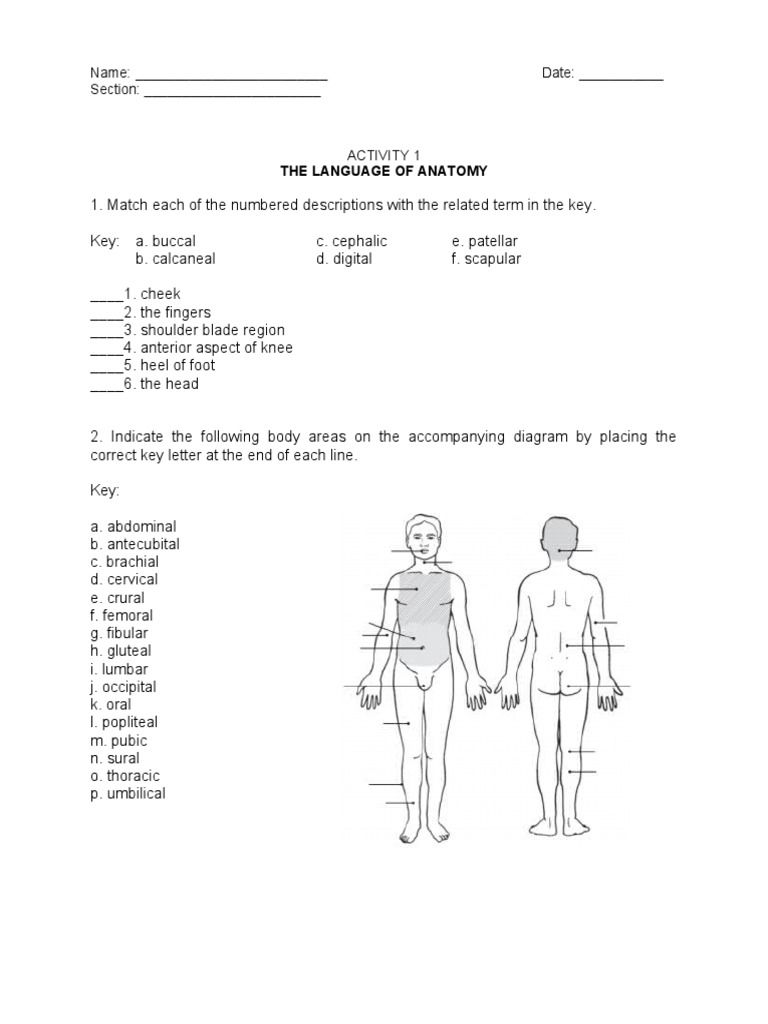 Anatomy Language Activity Worksheet | PDF