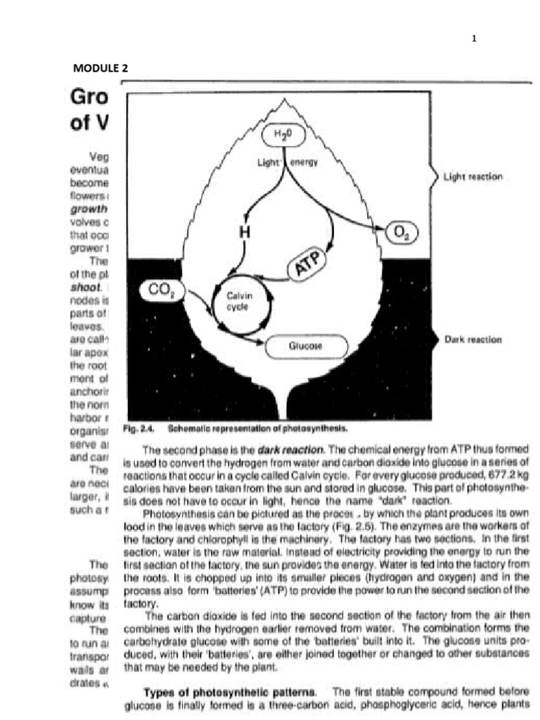 Module 2 - Growth and Development of Vegetable Crops | PDF