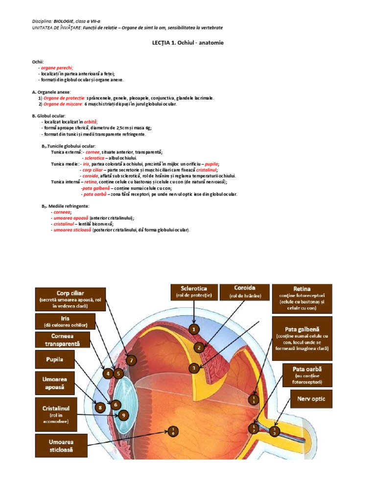 U2 l1 Ochiul-Anatomie PDF | PDF