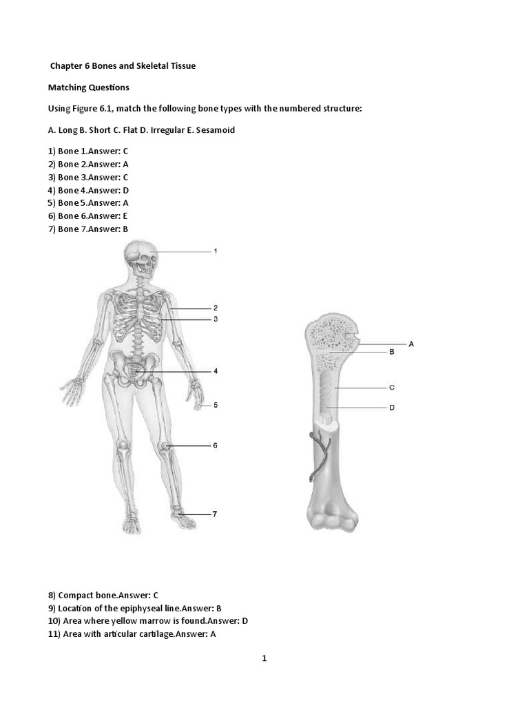 Bone Structure and Growth Mechanisms | PDF | Osteoblast | Bone