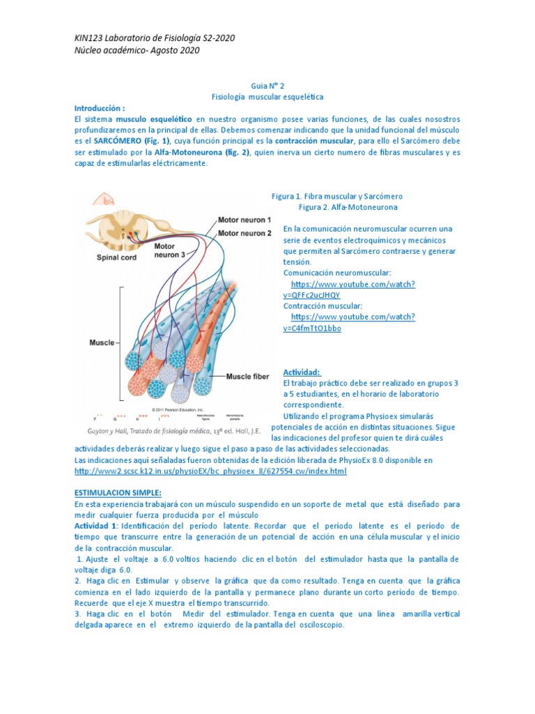 Physioex, Fisiologia Musculoesqueletica | PDF | Contracción muscular ...