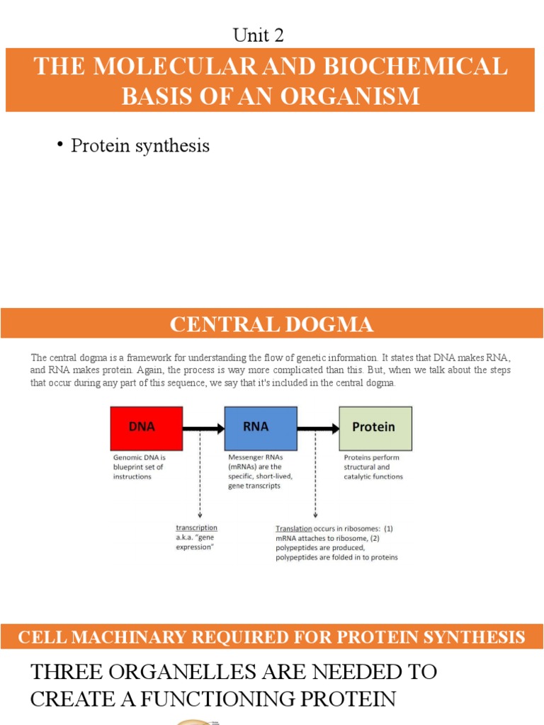The Molecular Machinery of Protein Synthesis: A Comparison of the ...