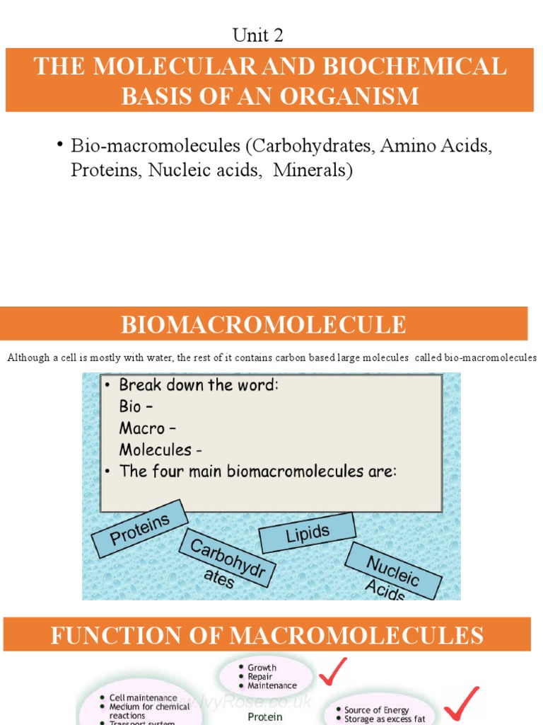 Biomacromolecules (Carbohydrate, Protein, Lipids, Minerals, Nucleic ...