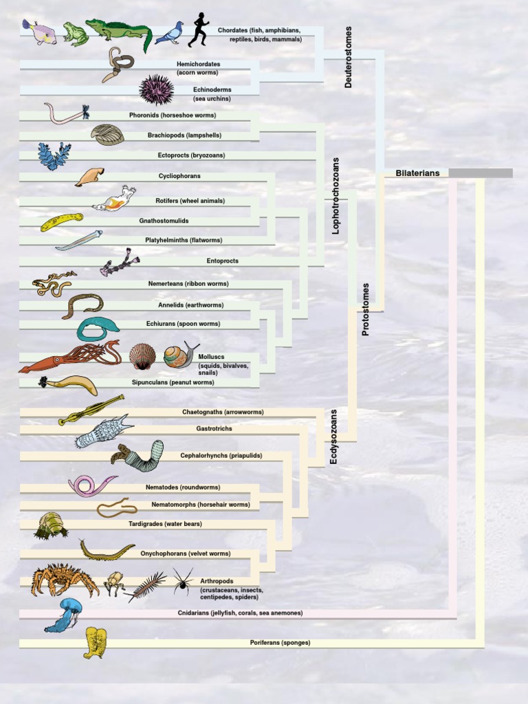 ANIMAL EVOLUTION A View From The Genome | PDF | Transcription Factor | Gene