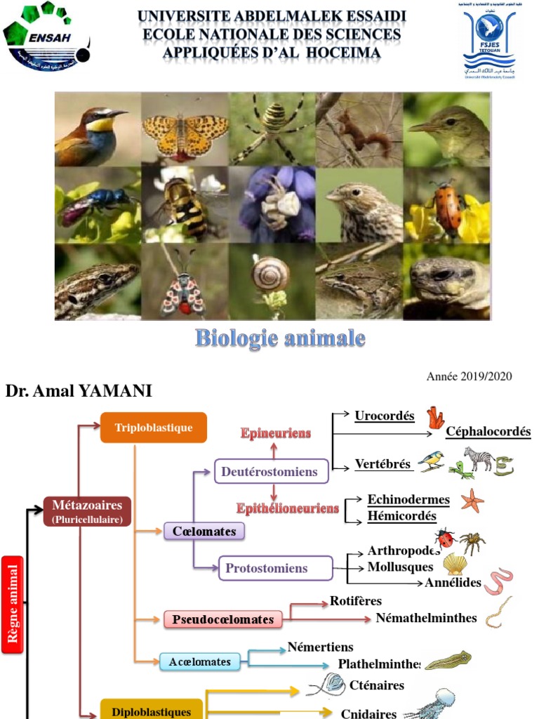 Classification des Métazoaires | PDF | Biologie | Biologie du développement